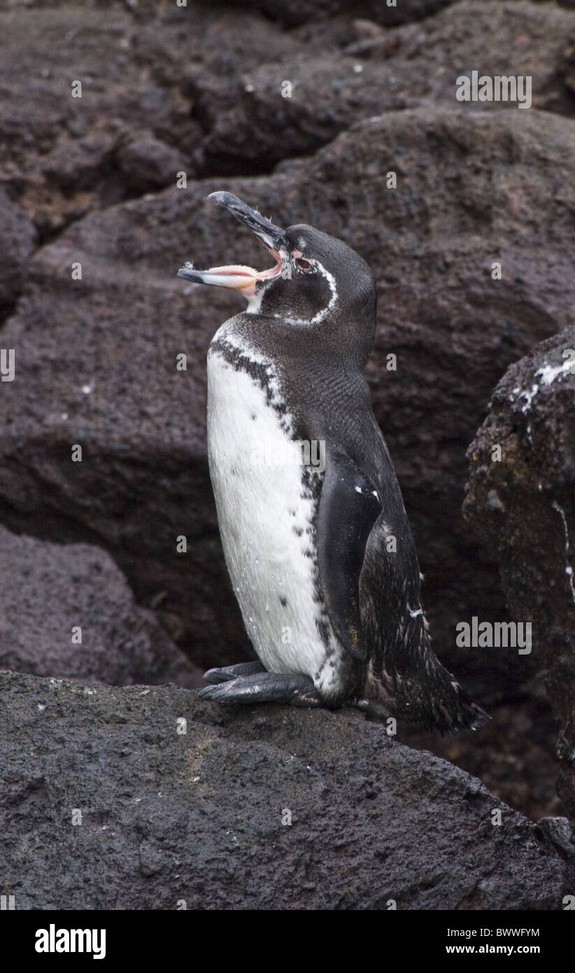 Galapagos penguin Calling Stock Photo - Alamy