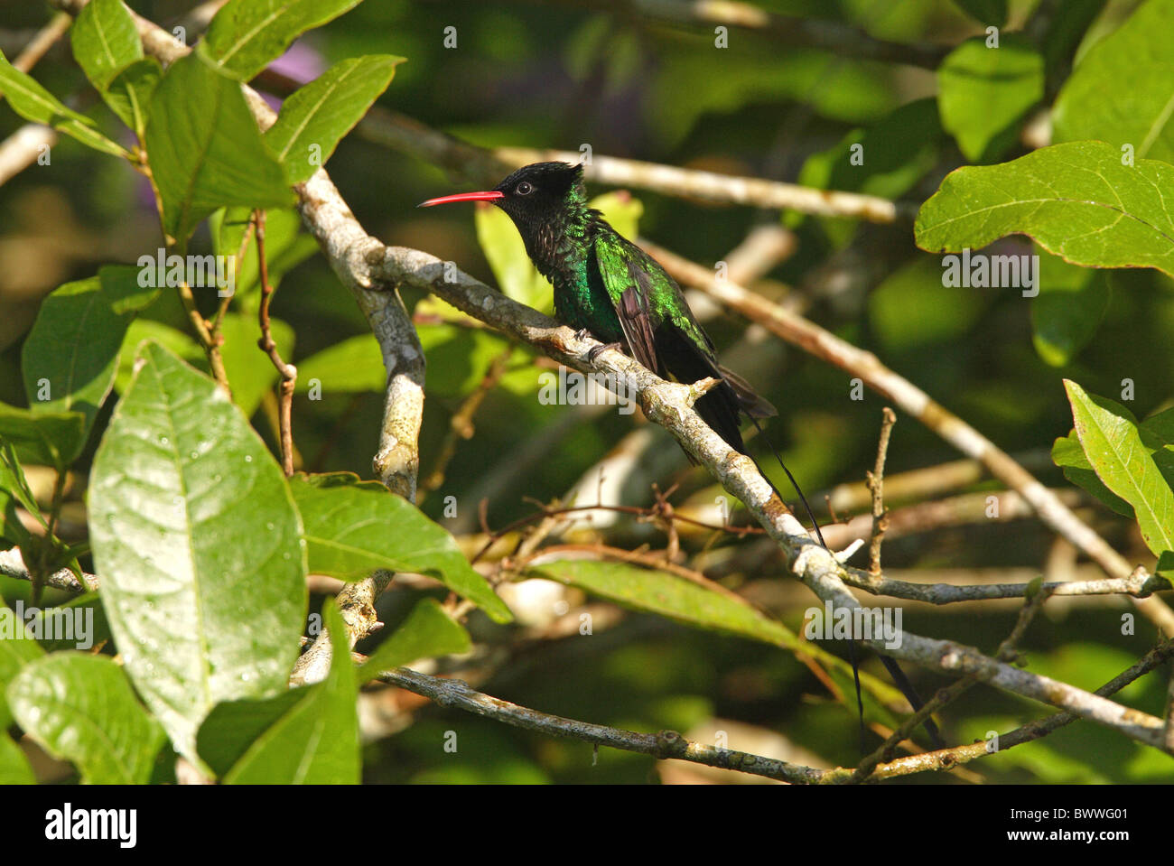 Red-billed Streamertail Hummingbird (Trochilus polytmus) adult male ...