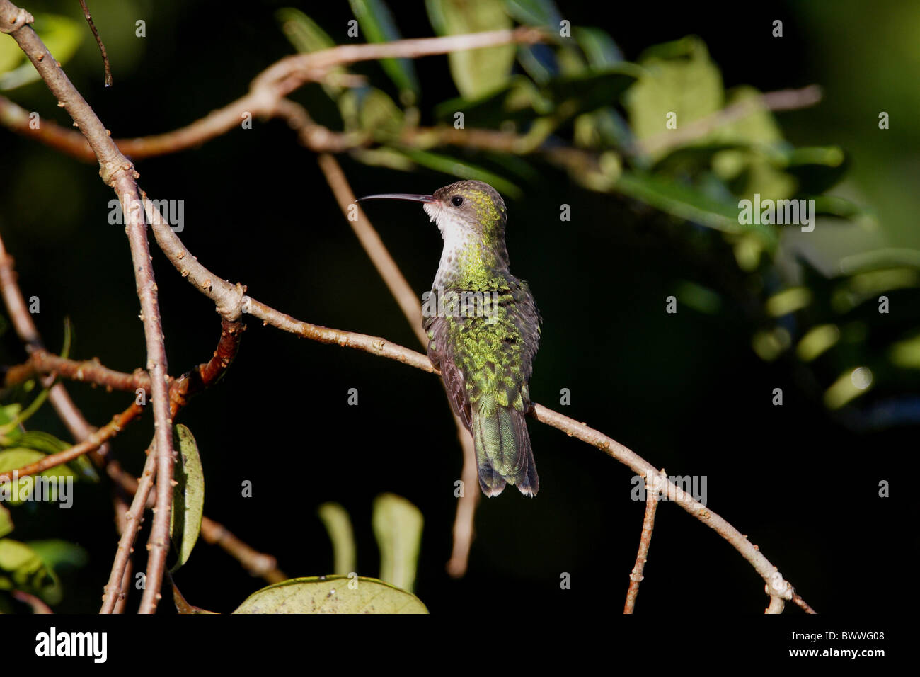 Red billed streamertail hummingbird trochilus polytmus adult female hi ...