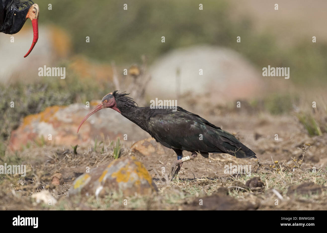 Imprinting bird hi-res stock photography and images - Alamy