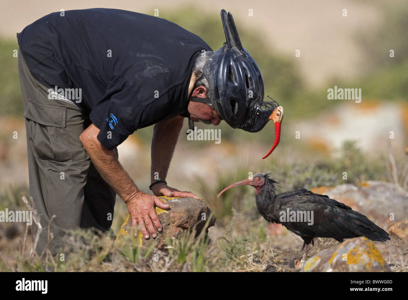 Imprinting bird hi-res stock photography and images - Alamy