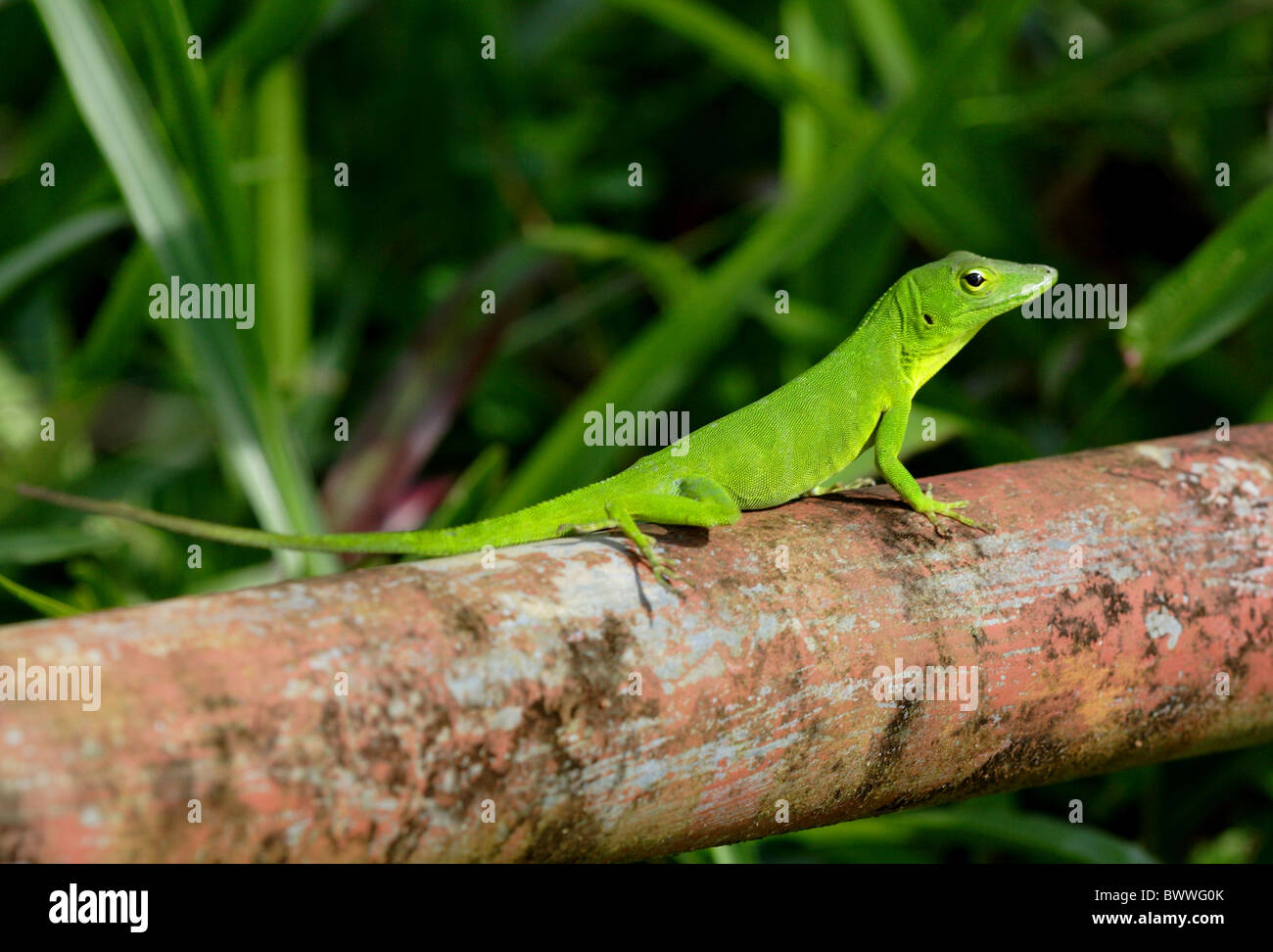 lizard lizards reptile reptiles animal animals "west indies" "west ...