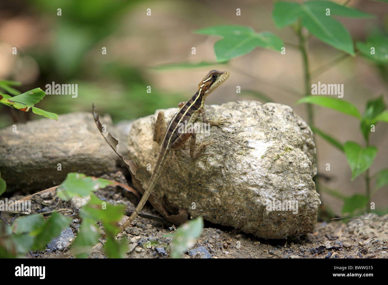 Jesus christ lizards hi-res stock photography and images - Alamy