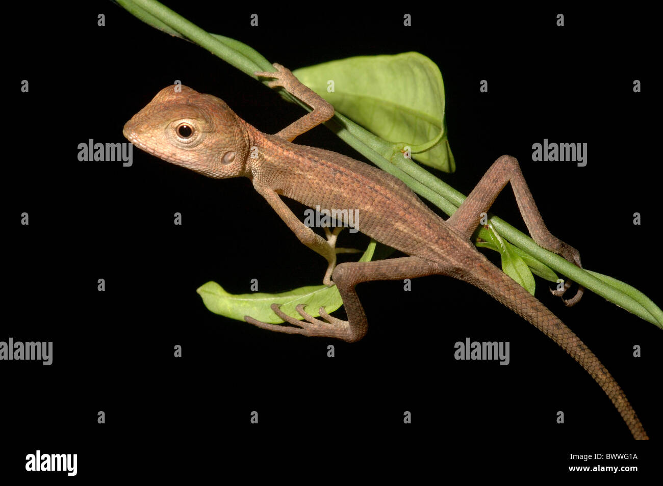 Oriental Garden Lizard Calotes versicolor Stock Photo - Alamy
