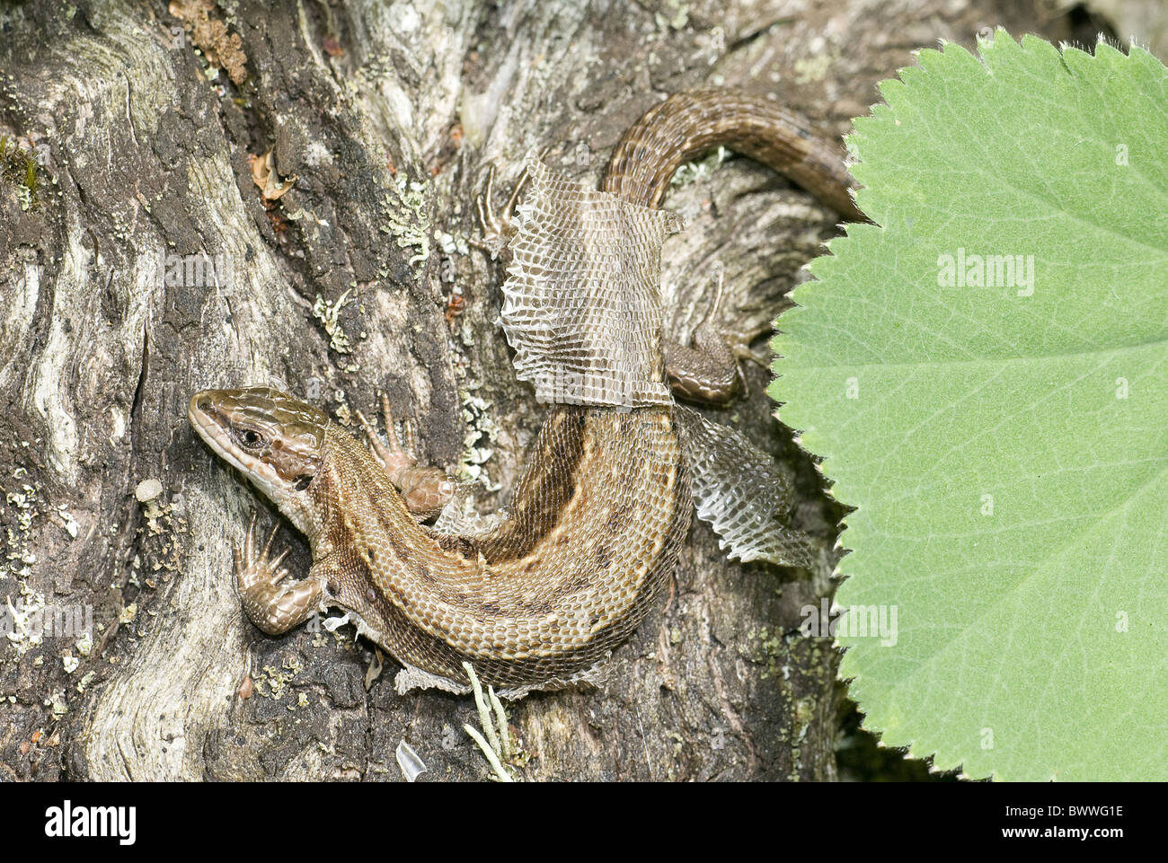 Common Lizard Lacerta vivipara adult shedding Stock Photo - Alamy