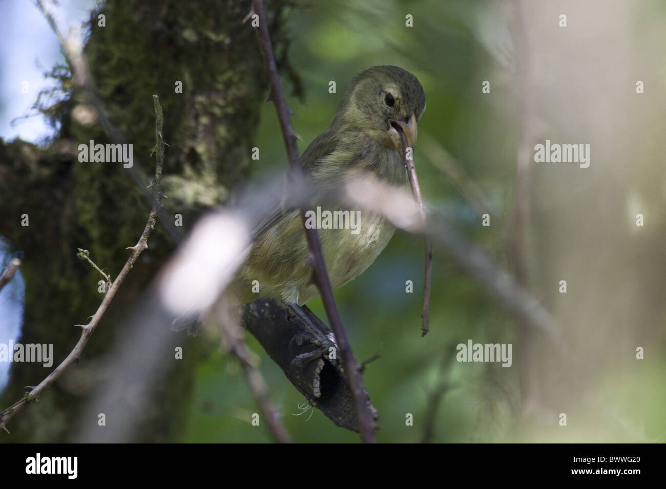 Galapagos Woodpecker Finch using a stick Stock Photo - Alamy