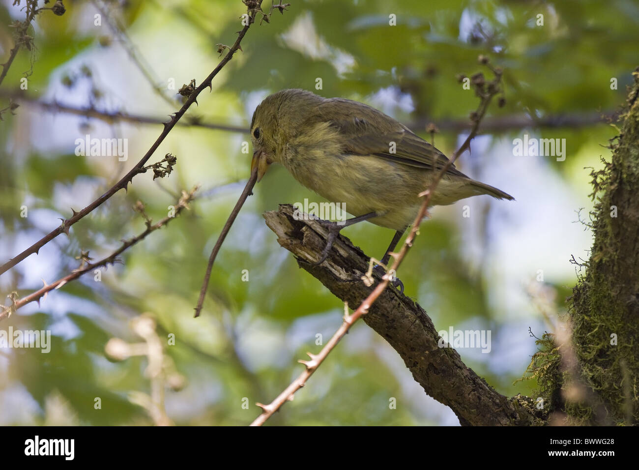 Galapagos woodpecker Finch using stick find grubs Stock Photo - Alamy