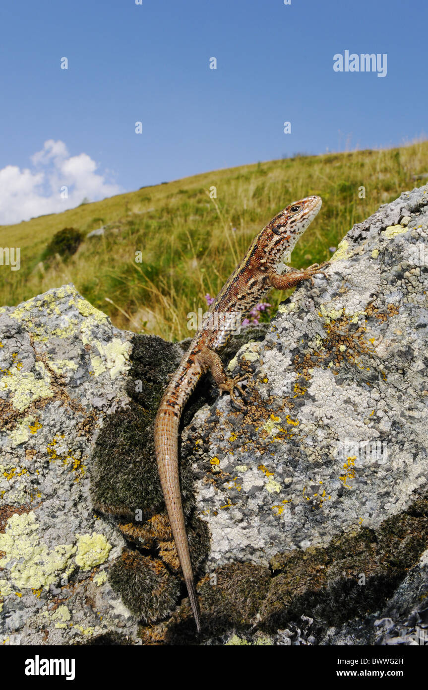 Common eurasian lizards hi-res stock photography and images - Alamy