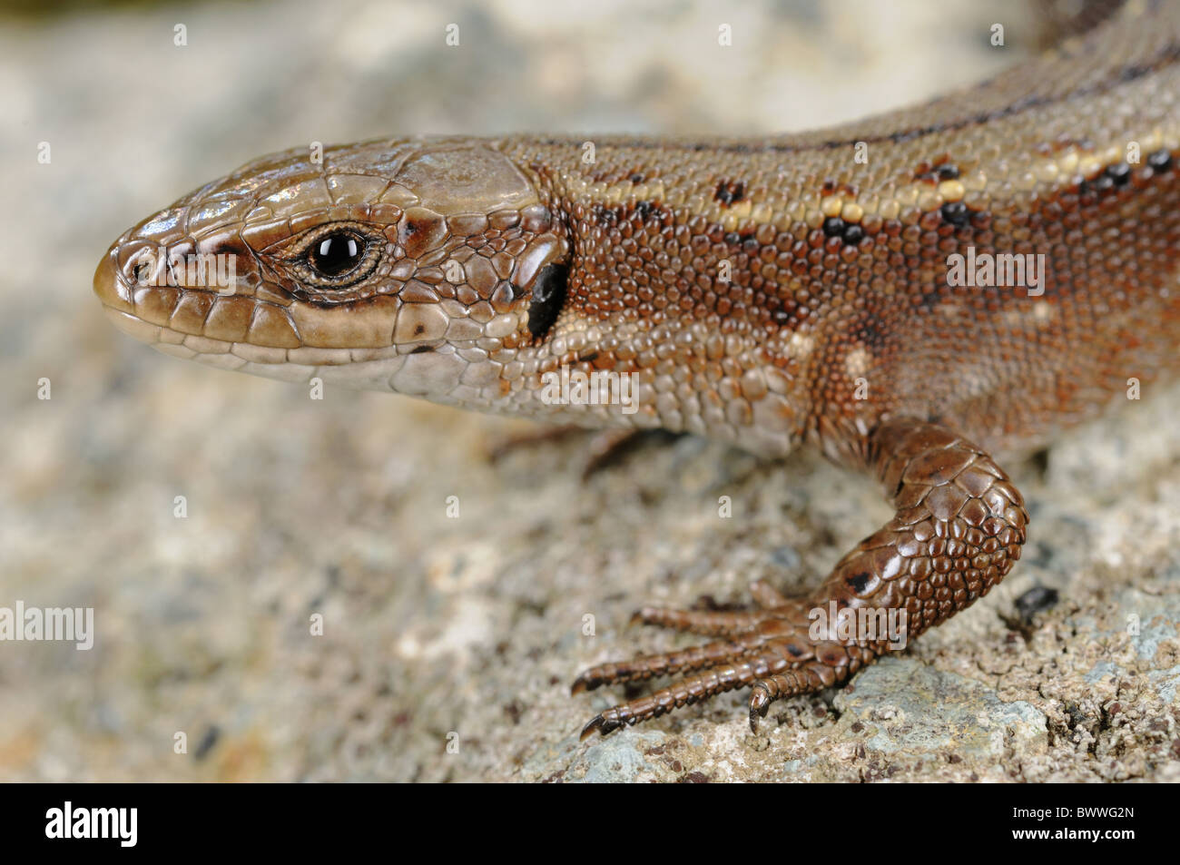 Common eurasian lizards hi-res stock photography and images - Alamy