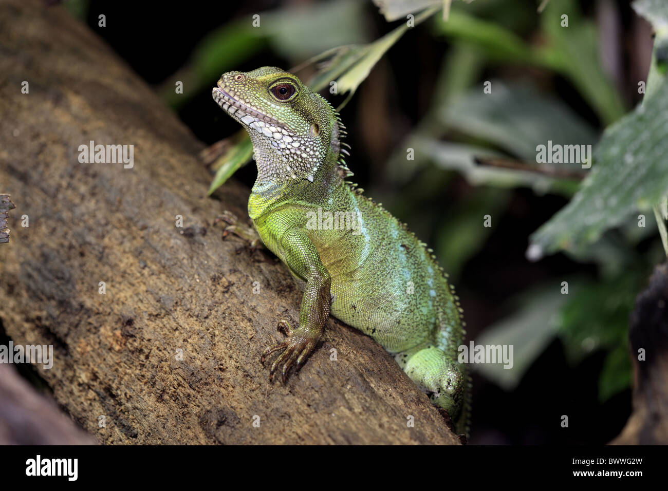 auf Baum - on tree lizard lizards reptile reptiles animal animals asia ...