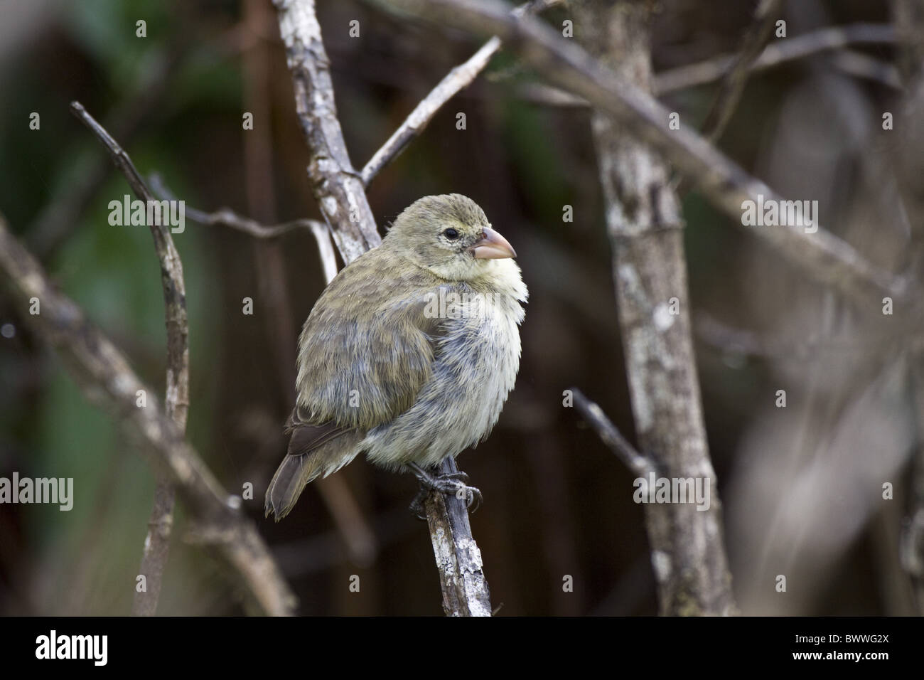 Woodpecker finch galapagos hi-res stock photography and images - Alamy