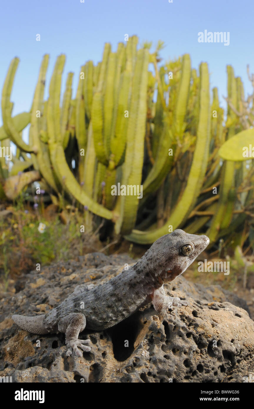 Tenerife geckos hi-res stock photography and images - Alamy