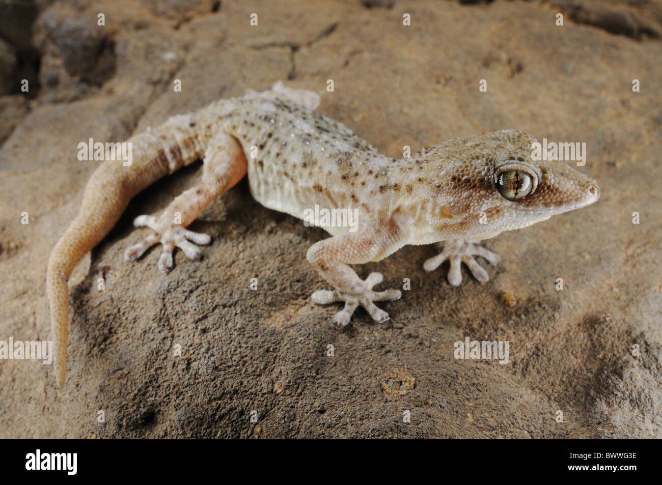 Tarentola delalandii endemic gecko Reptiles Canary Islands Tenerife ...
