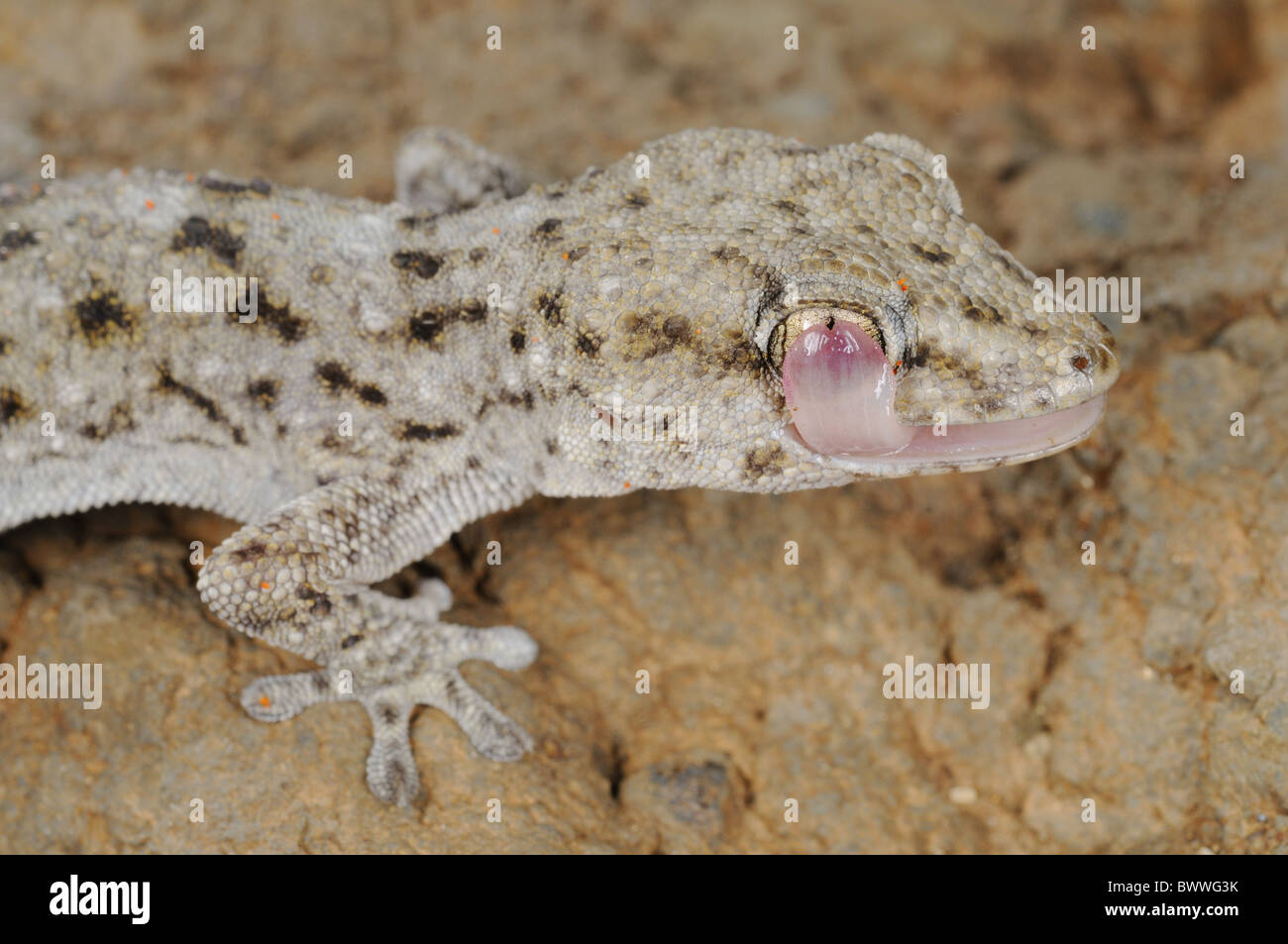 Tarentola delalandii endemic gecko Reptiles Canary Islands Tenerife ...