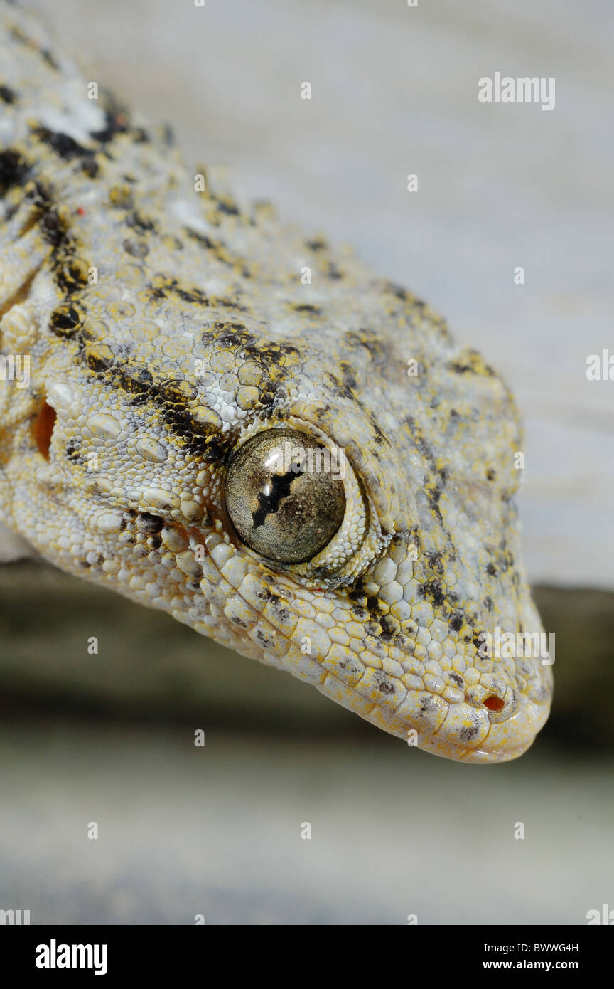 gecko Italy landscape portrait reptile Tarentola mauritanica ...