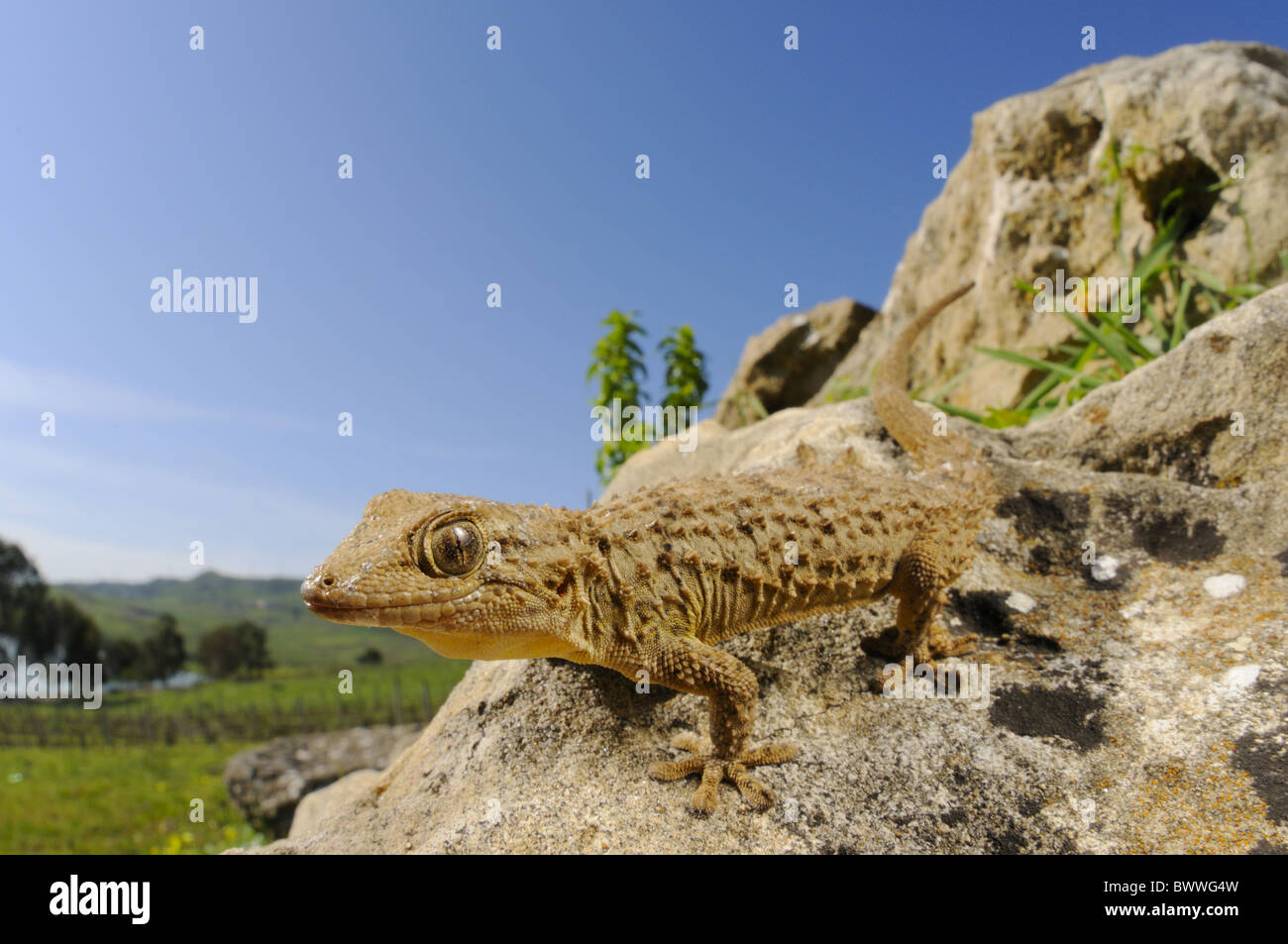 Tarentola mauritanica gecko Reptiles Vertebrates gecko geckos reptile ...