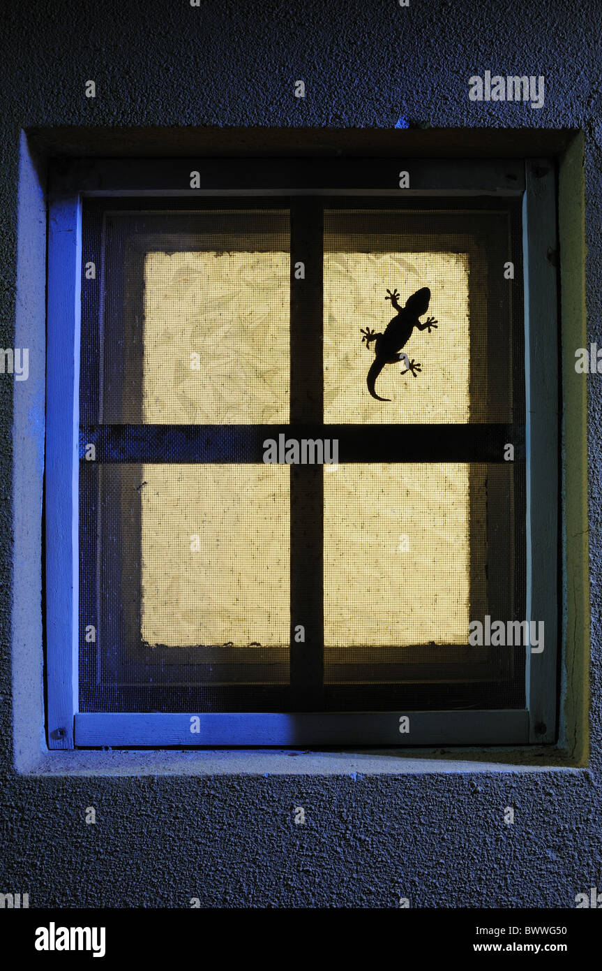 gecko human environment Reptiles Tarentola mauritanica gecko geckos ...