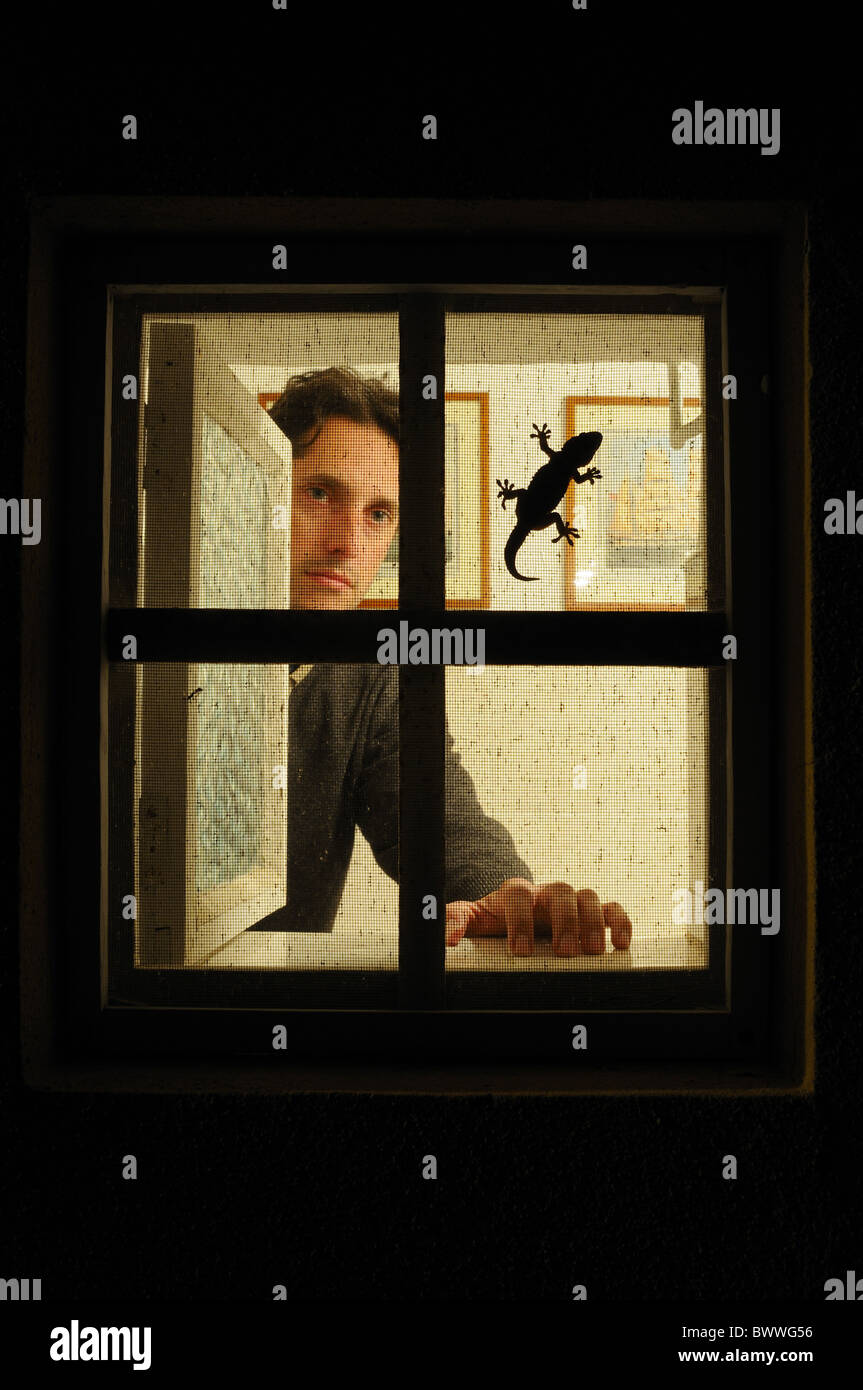 gecko human environment Reptiles Tarentola mauritanica gecko geckos ...