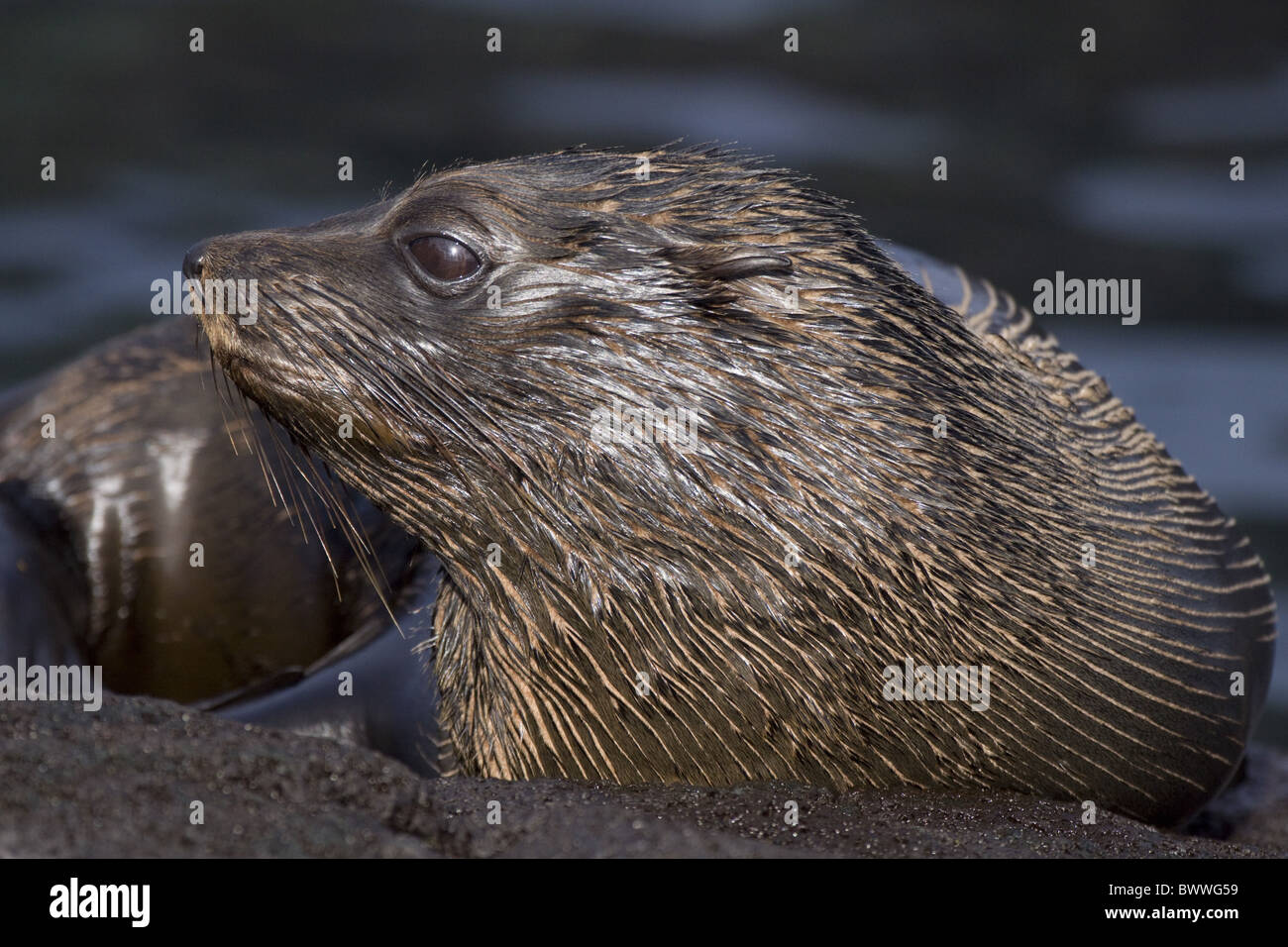 Galapagos fur seal Stock Photo - Alamy