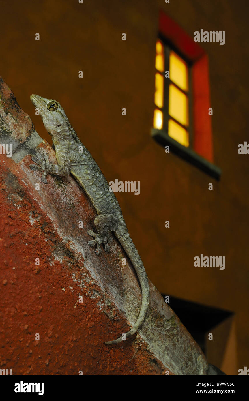 gecko human environment Reptiles Tarentola mauritanica gecko geckos ...