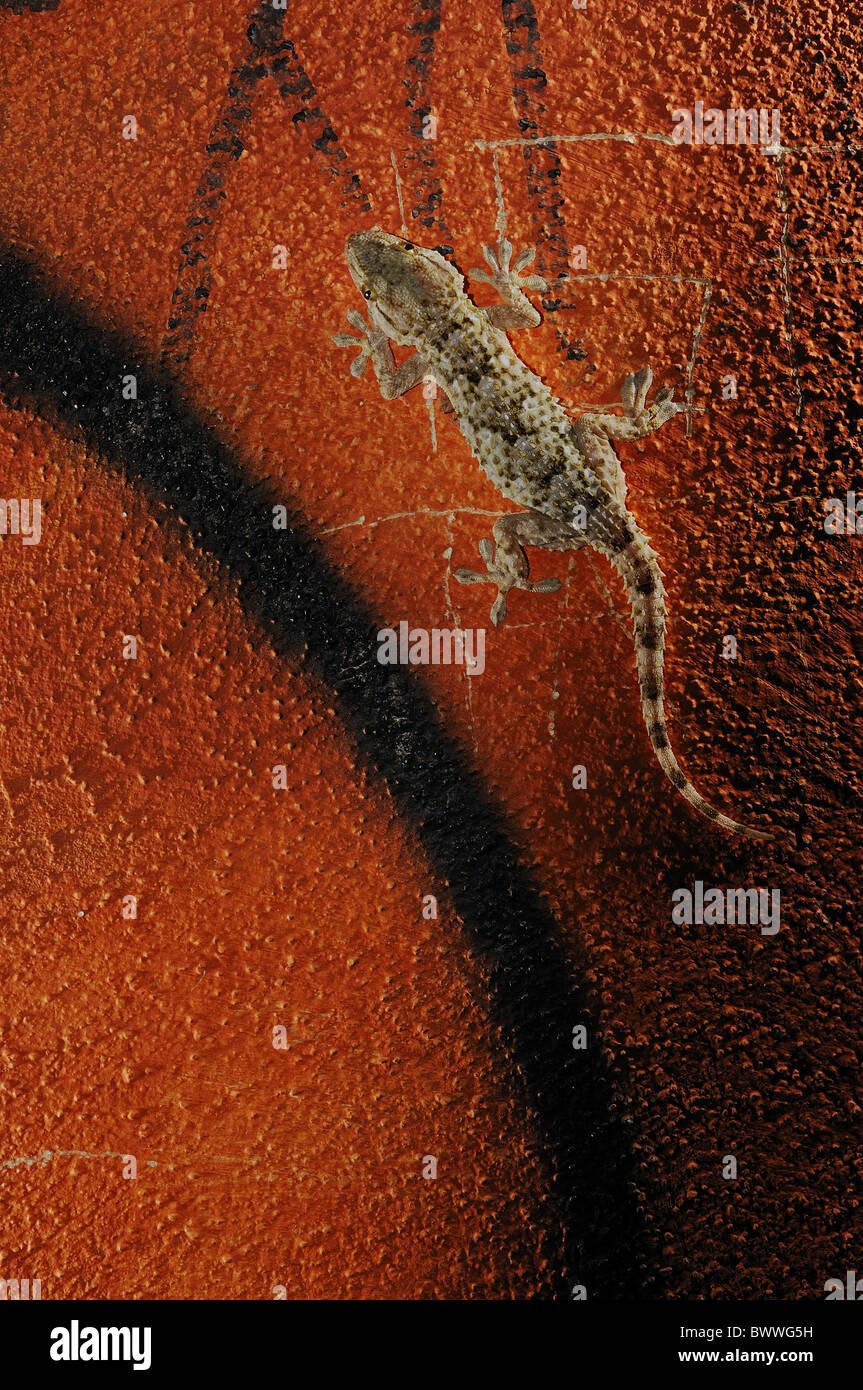 gecko human environment Reptiles Tarentola mauritanica gecko geckos ...