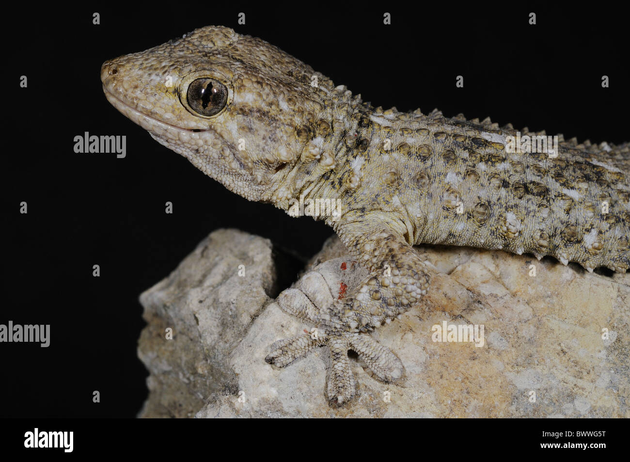 Tarentola mauritanica gecko reptile gecko geckos reptile reptiles ...