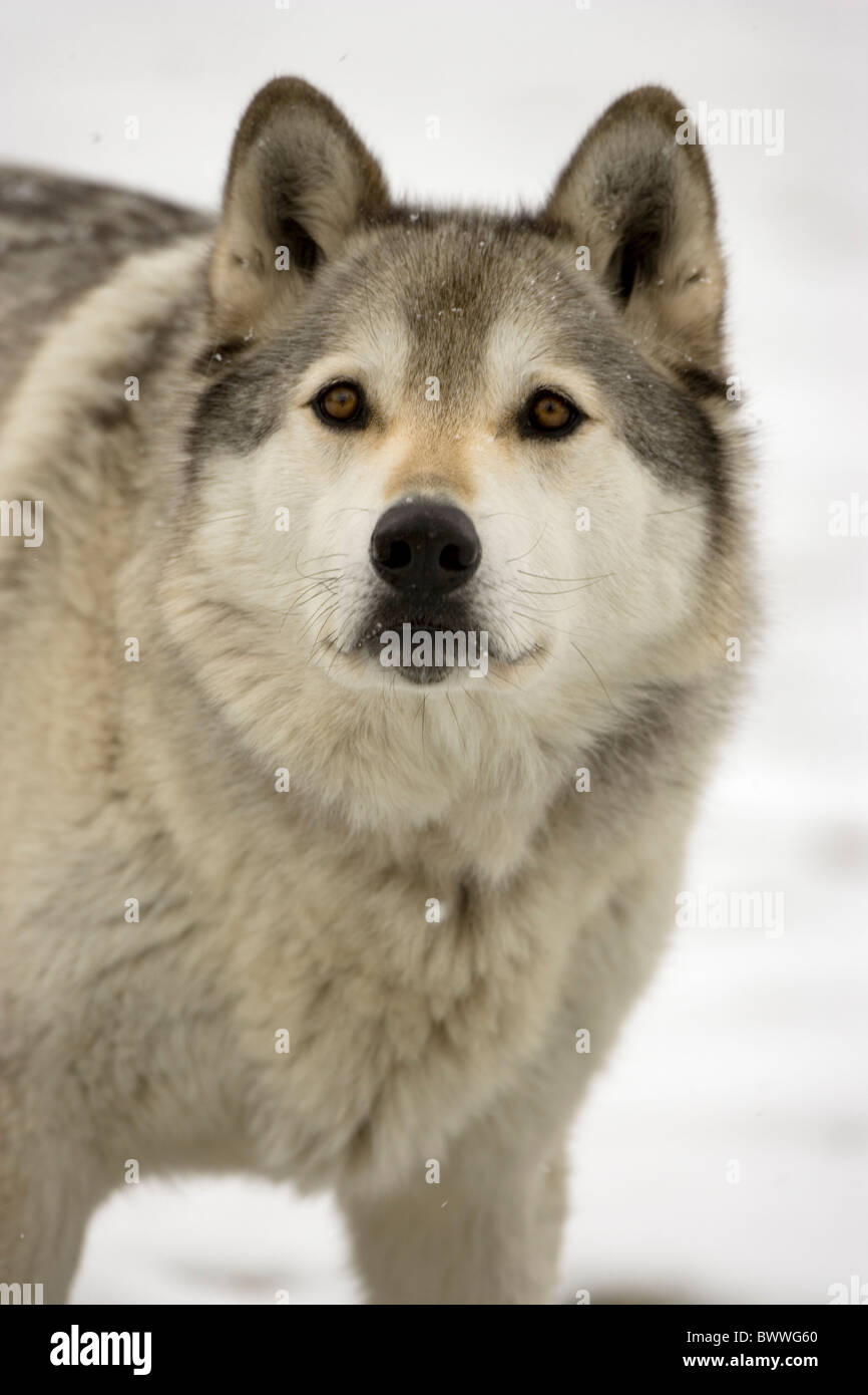 Gray Wolf/ Timber Wolf (Canis lupus)- Male - Portrait - Captive - New ...