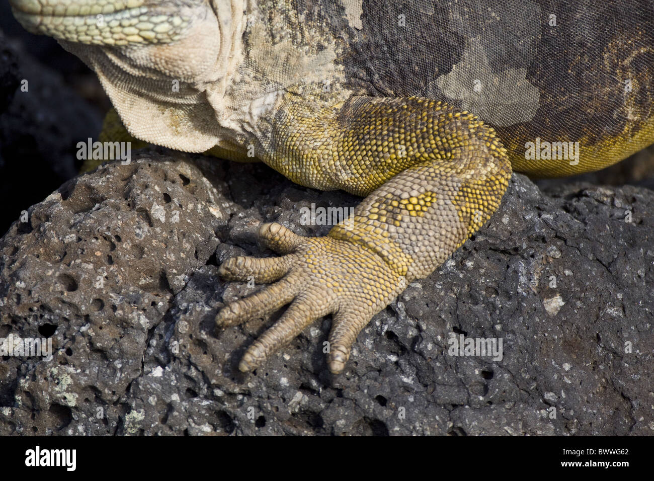 land iguana foot on south plaza island - galapagos Stock Photo - Alamy