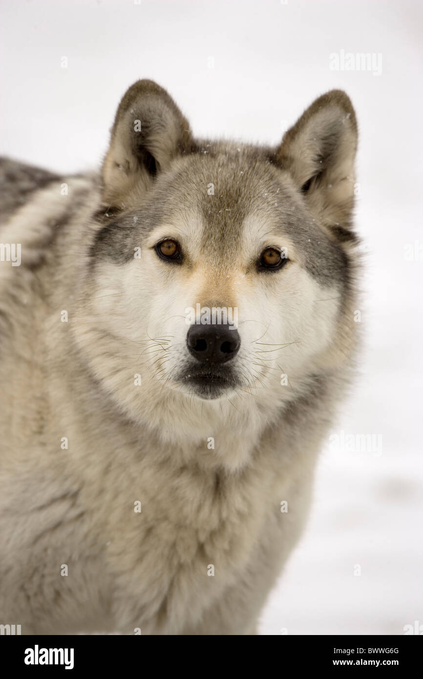 Gray Wolf/ Timber Wolf (Canis lupus)- Male - Portrait - Captive - New ...