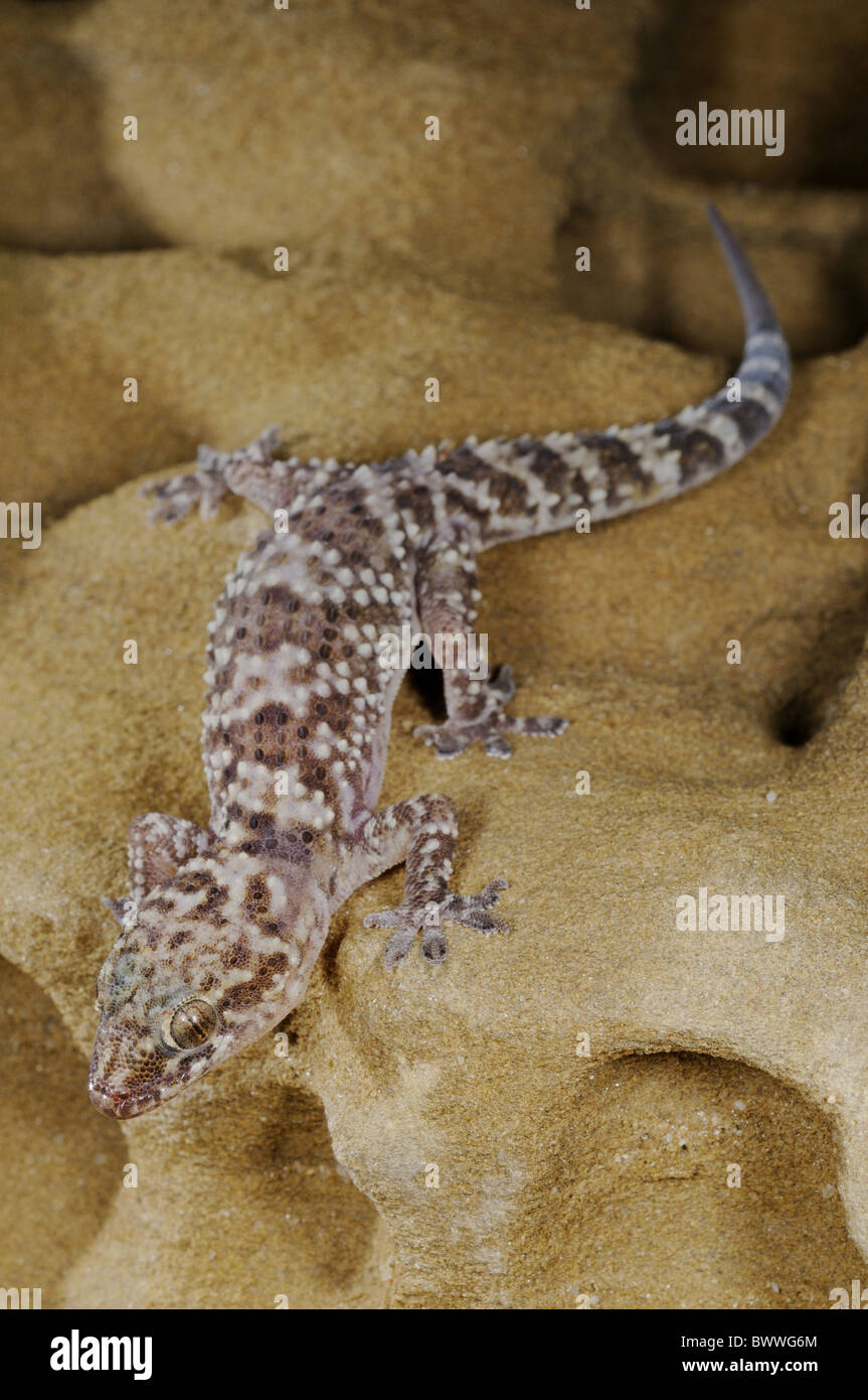 Hemidactylus turcicus gecko Reptile gecko geckos reptile reptiles ...