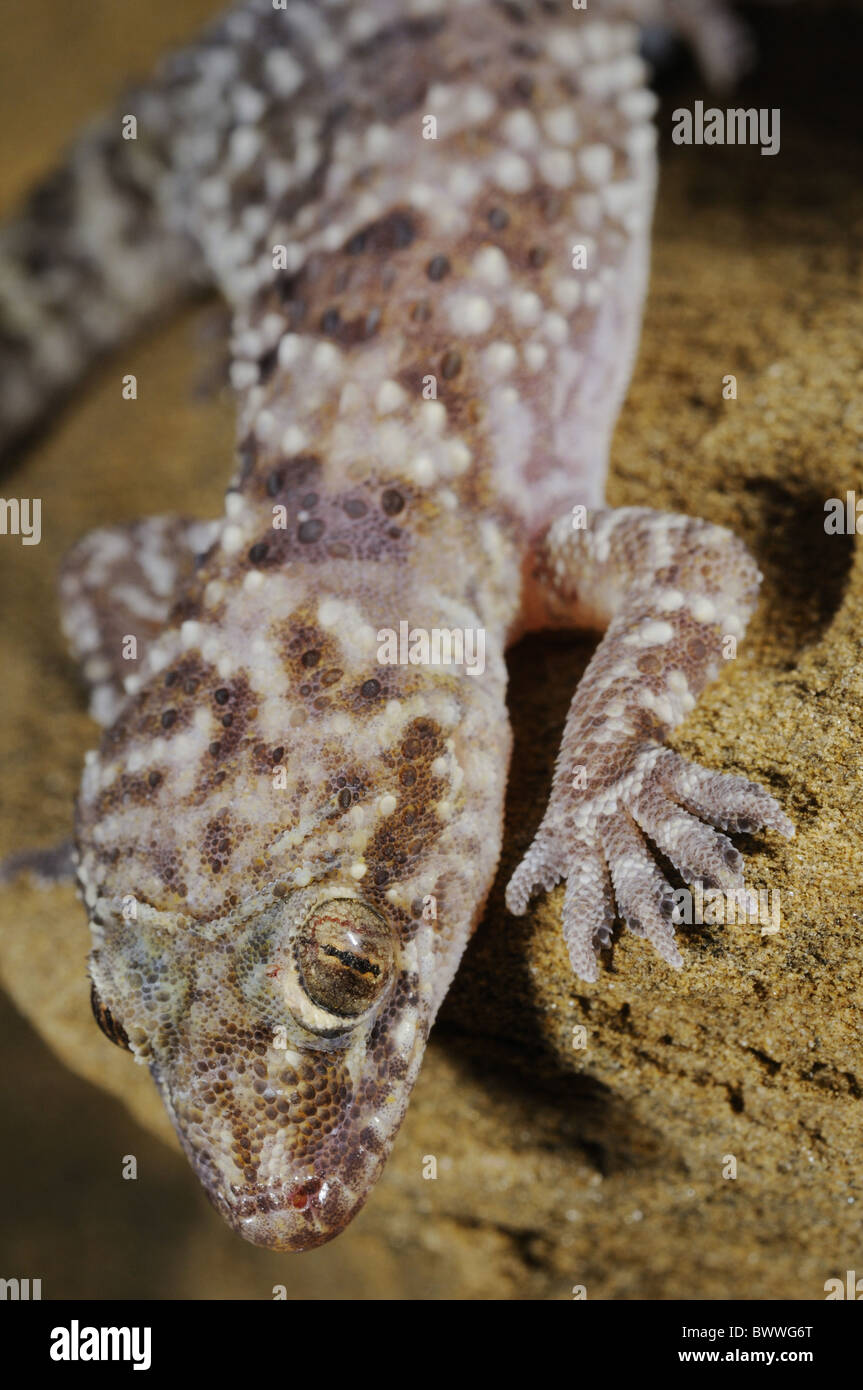 Hemidactylus turcicus gecko reptile gecko geckos reptile reptiles ...