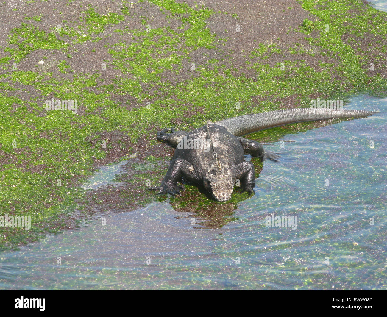 iguana iguanas reptile reptiles lizard lizards animal animals galapagos ...