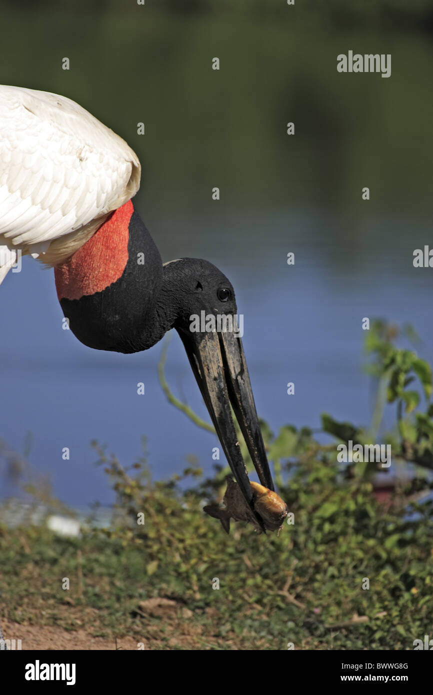 Jabiru Jabiru Mycteria Adult Feeding On Piranha Pantanal Mato