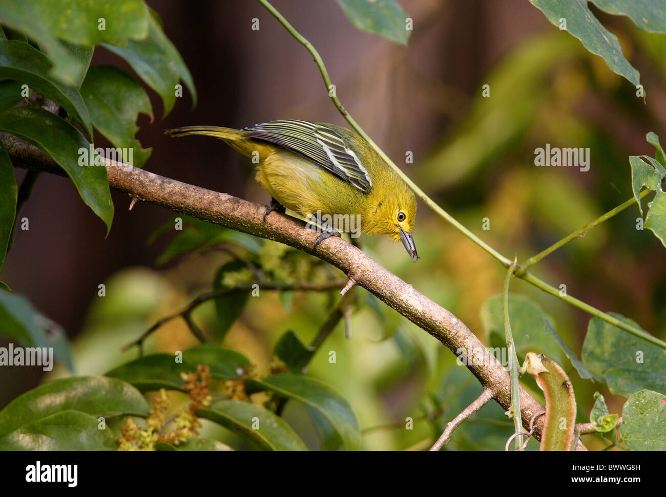 Common ioras hi-res stock photography and images - Alamy