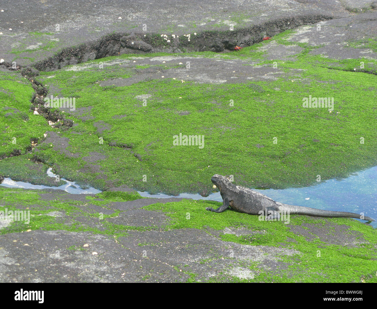 iguana iguanas reptile reptiles lizard lizards animal animals galapagos ...