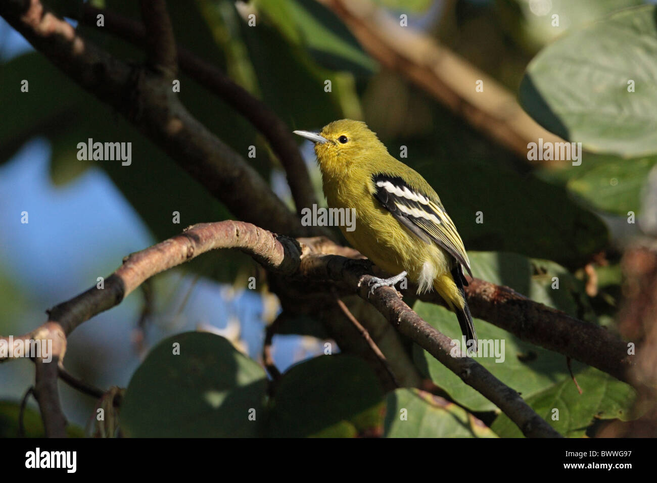 Common ioras hi-res stock photography and images - Alamy