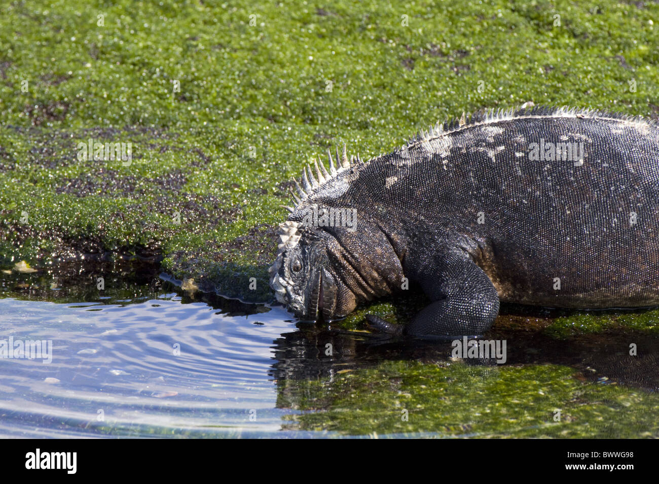 Galapagos Marine Iguana feeding on seaweed Stock Photo - Alamy
