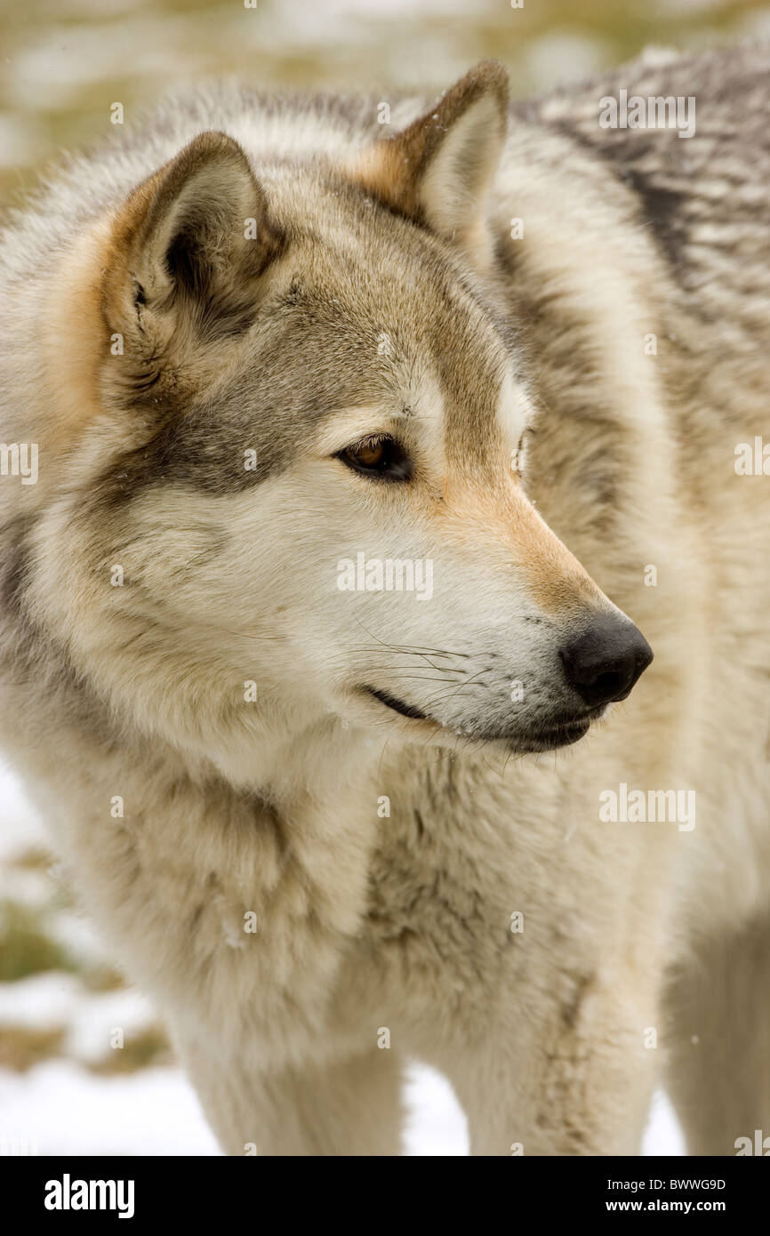 Gray Wolf/ Timber Wolf (Canis lupus)- Male - Portrait - Captive - New ...