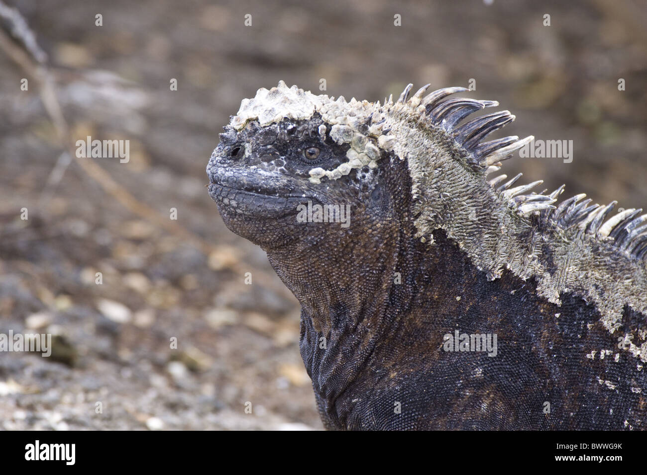 Albermarle hi-res stock photography and images - Alamy