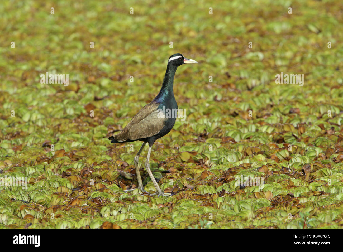 Bronze-winged Jacana (Metopidius indicus) adult, standing on floating ...