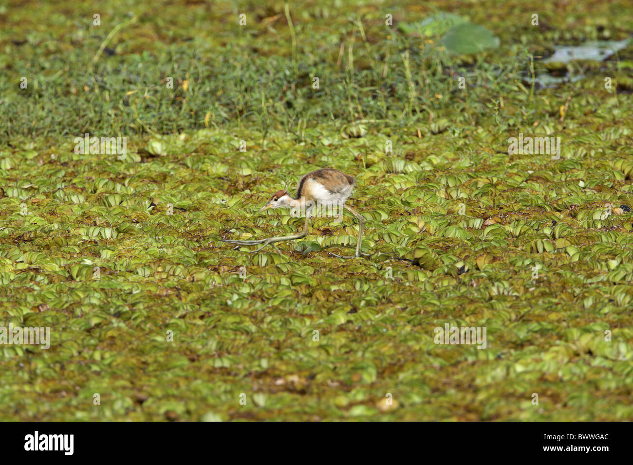 Bronze-winged Jacana (Metopidius indicus) juvenile, 'lily-trotting ...