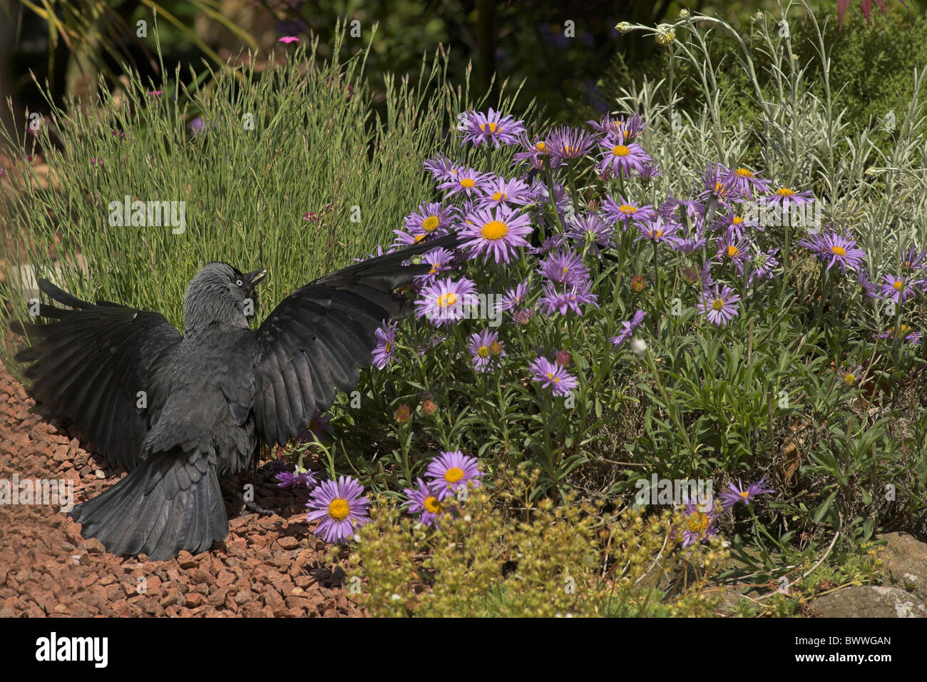 Jackdaw (Corvus monedula) adult, sunbathing in garden rockery, Borders ...