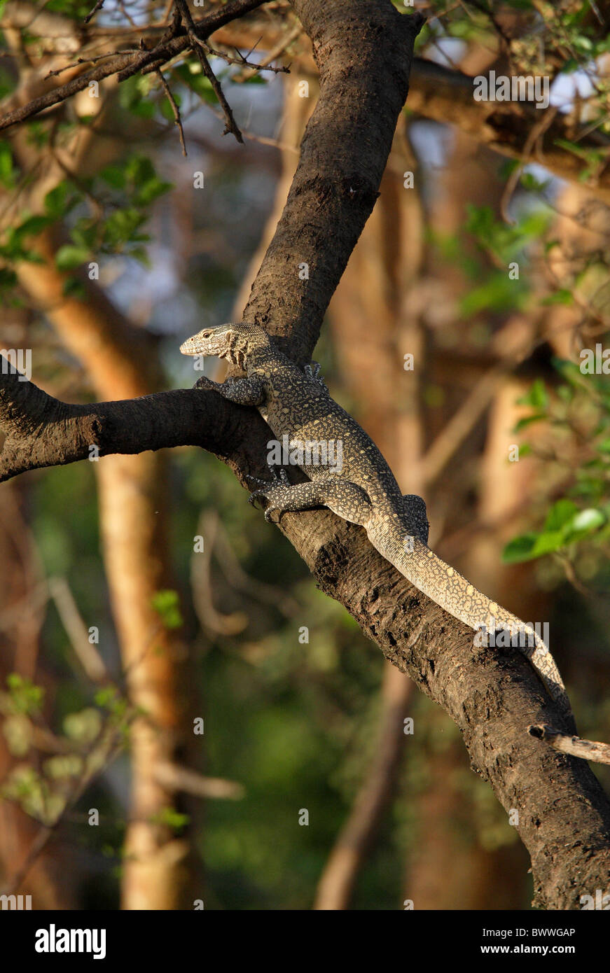 monitor monitors reptile reptiles lizard lizards animal animals africa ...