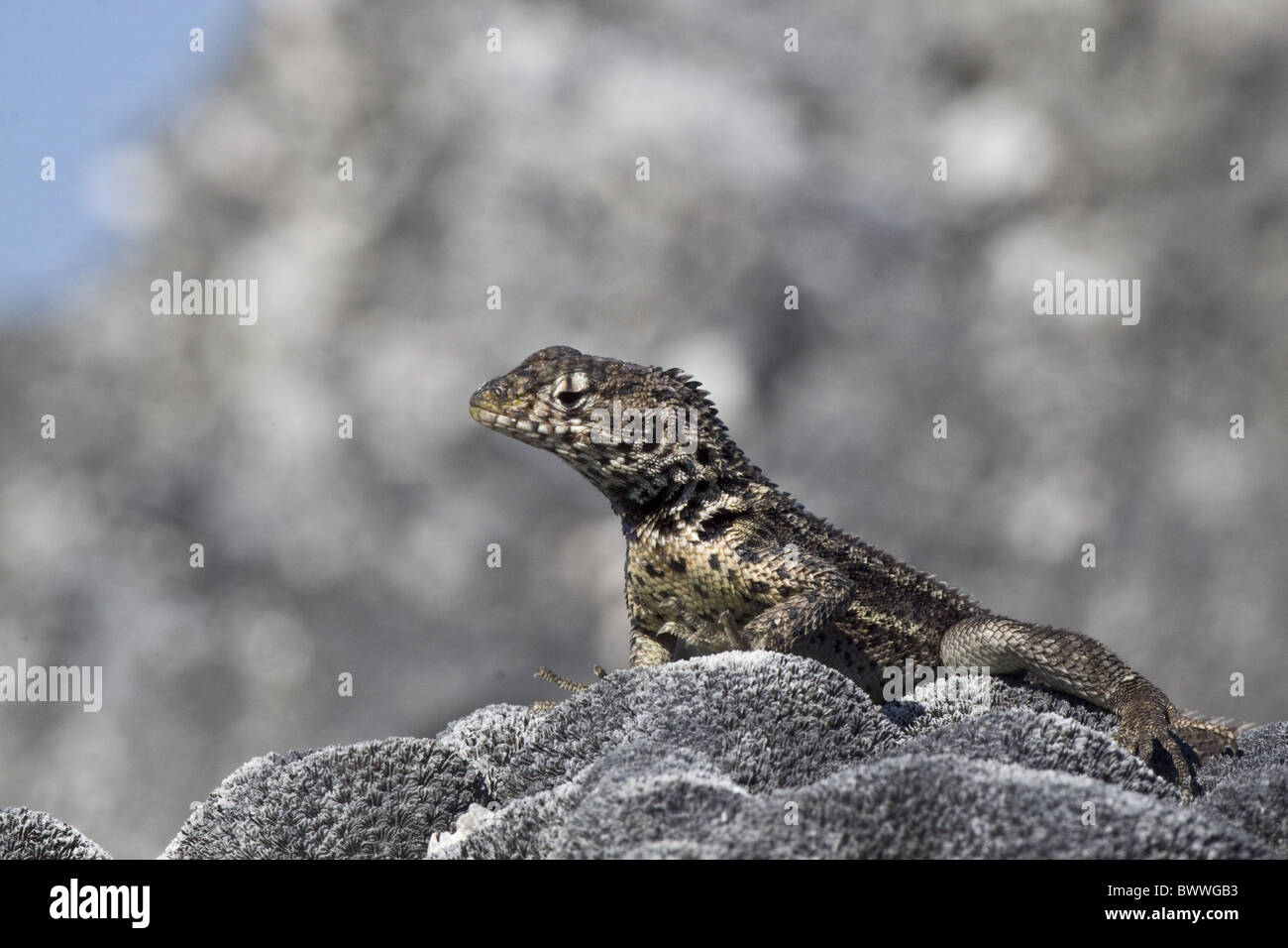 lava lizard coral head isabela island urbina bay Stock Photo - Alamy