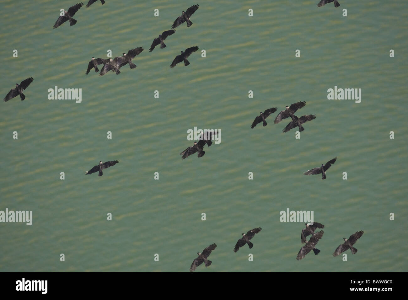 Jackdaw (Corvus monedula) flock, in flight over river, Spain Stock ...
