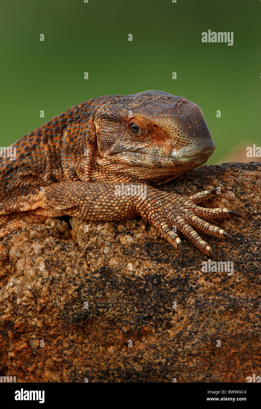 Varanus exanthematicus hi-res stock photography and images - Alamy