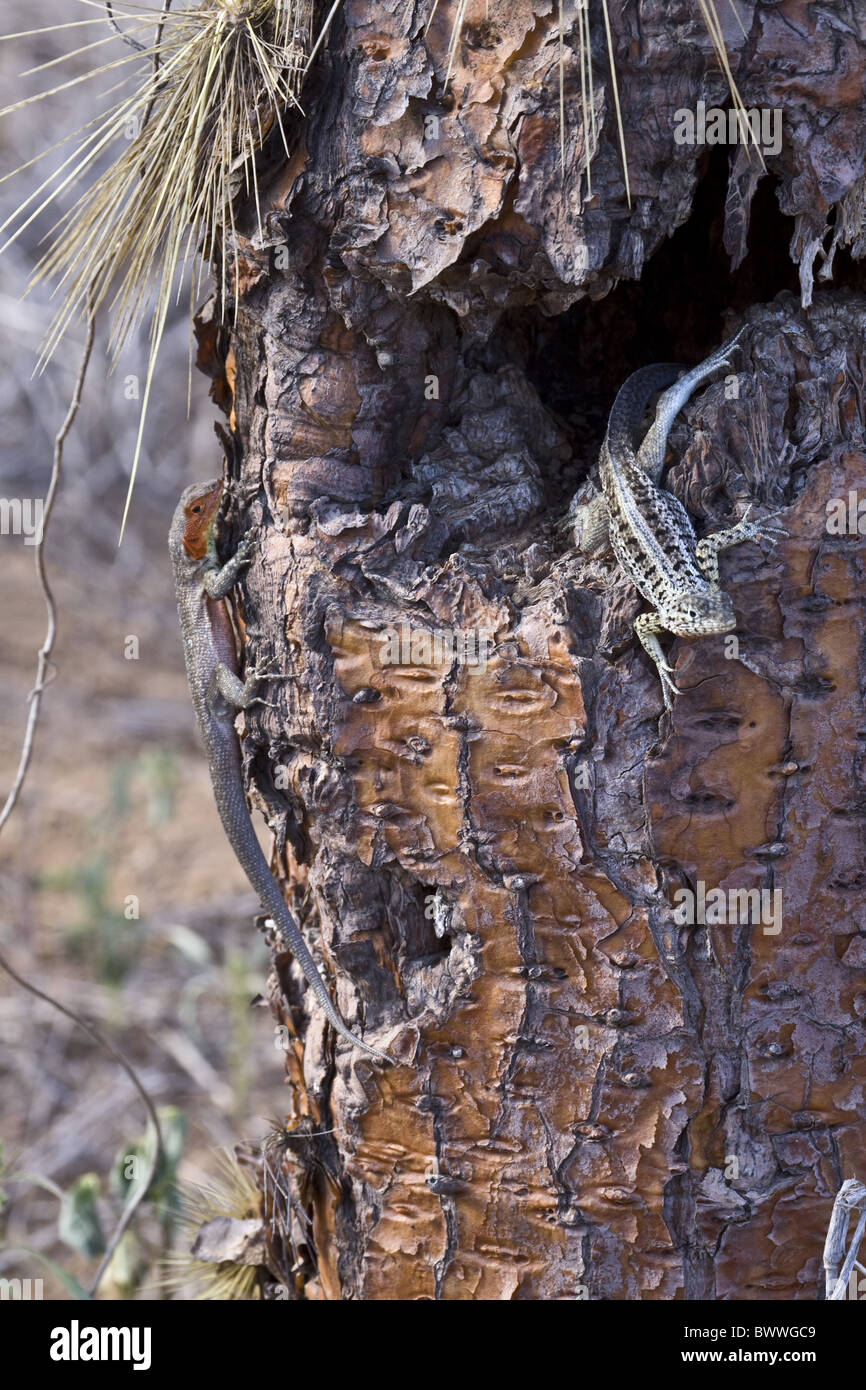 Male & female Lava Lizards on Opuntia cactus Stock Photo - Alamy