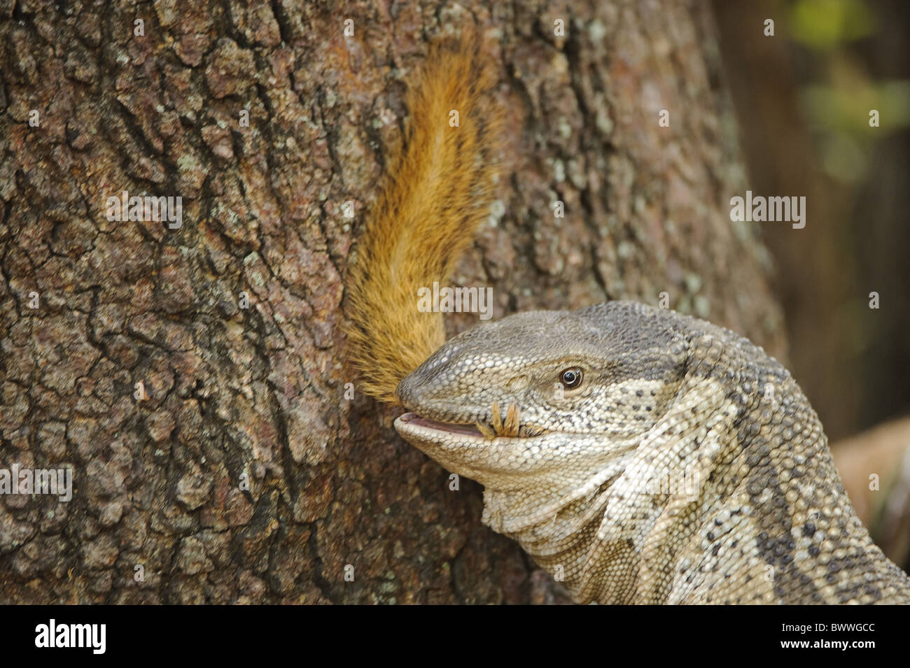 Savannah Monitor (Varanus exanthematicus) adult, close-up of head ...
