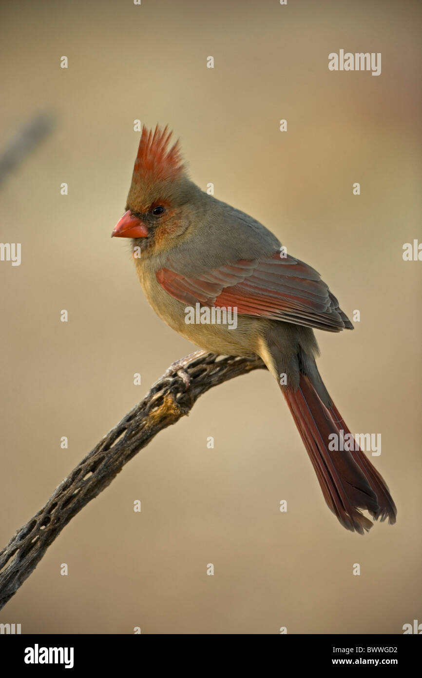 Northern Cardinal (cardinalis cardinalis) - Arizona - female - Perched ...