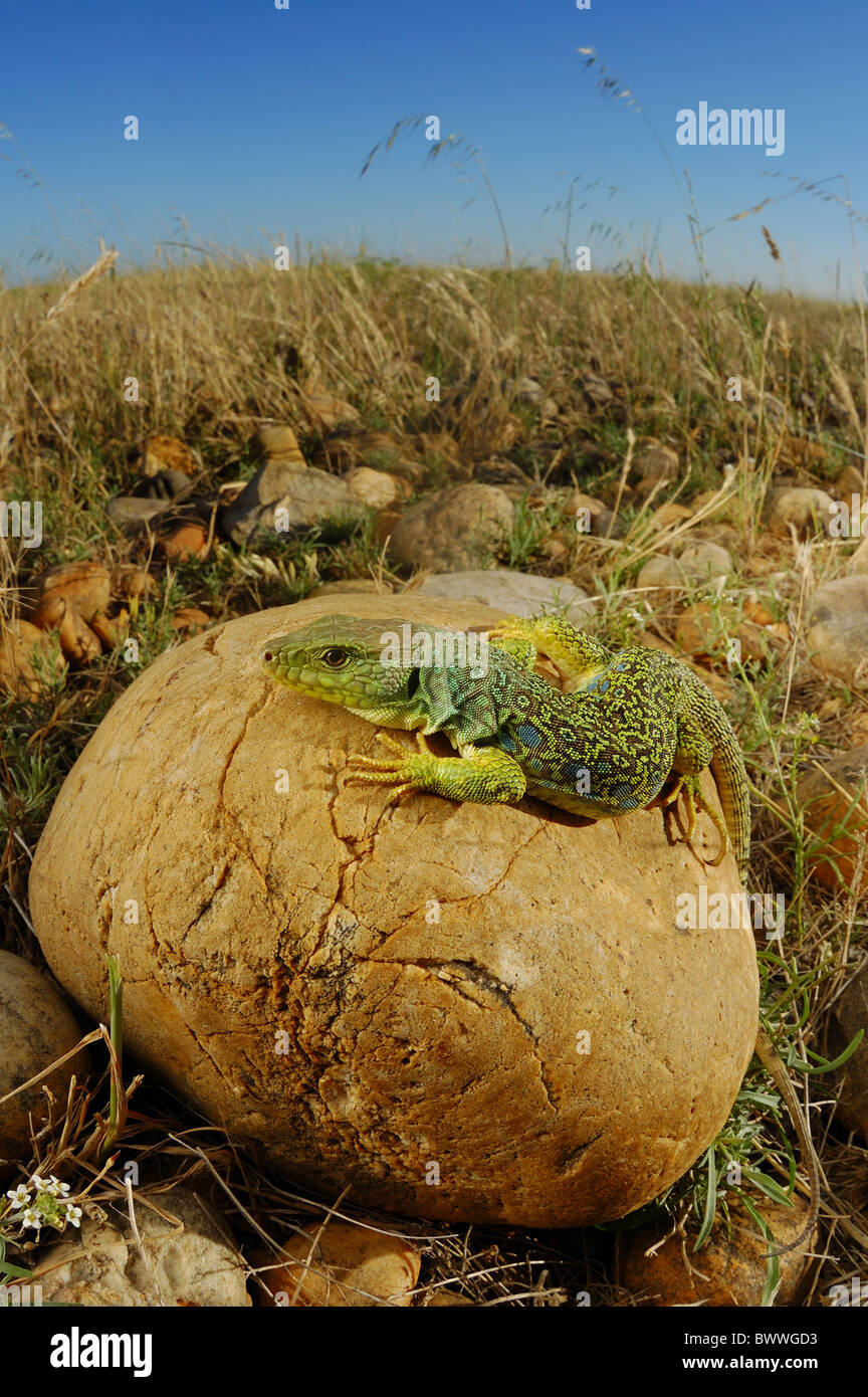 landscape lizard reptile Timon lepidus Vertebrates wide-angle reptile ...